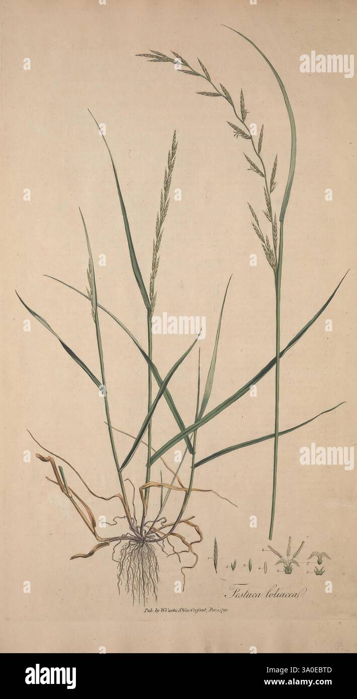 Flora Londinensis, or Plates and descriptions of such plants as grow ...