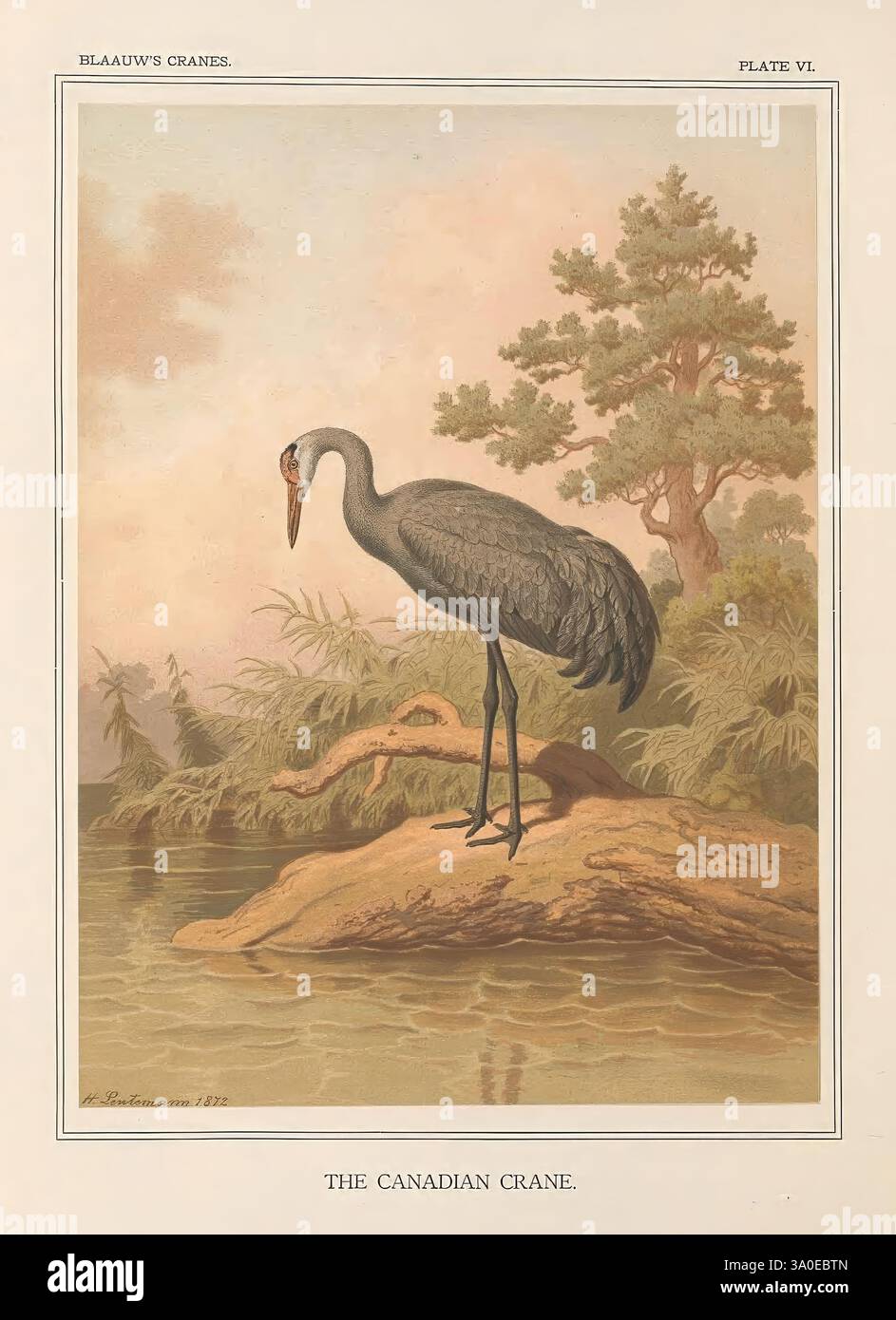 A monograph of the cranes, Leiden, E.J. Brill, 1897, cranes, birds ...