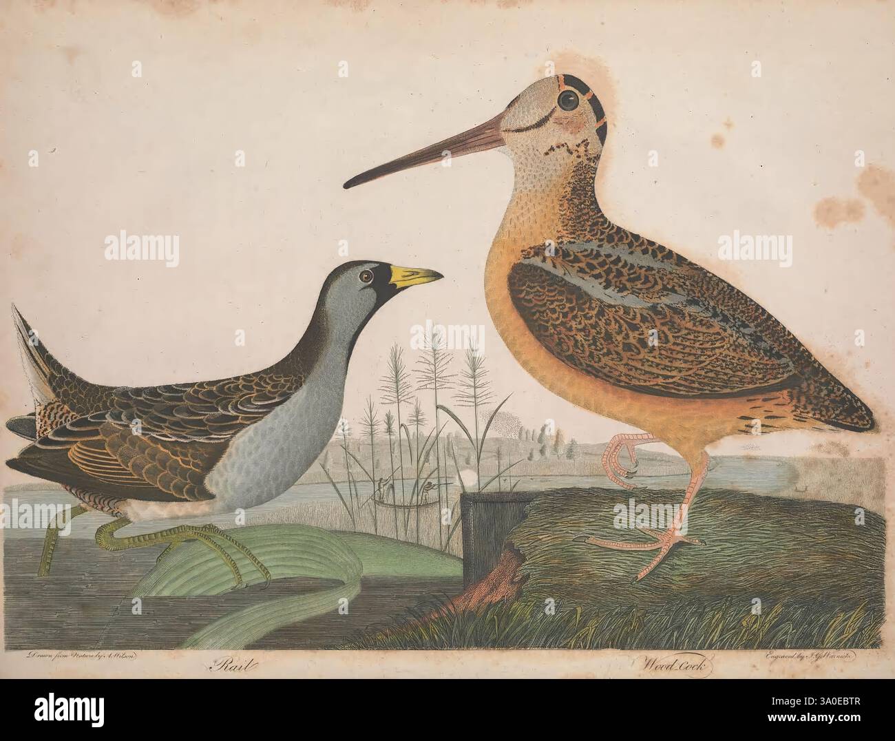 Wading birds adaptability hi-res stock photography and images - Alamy