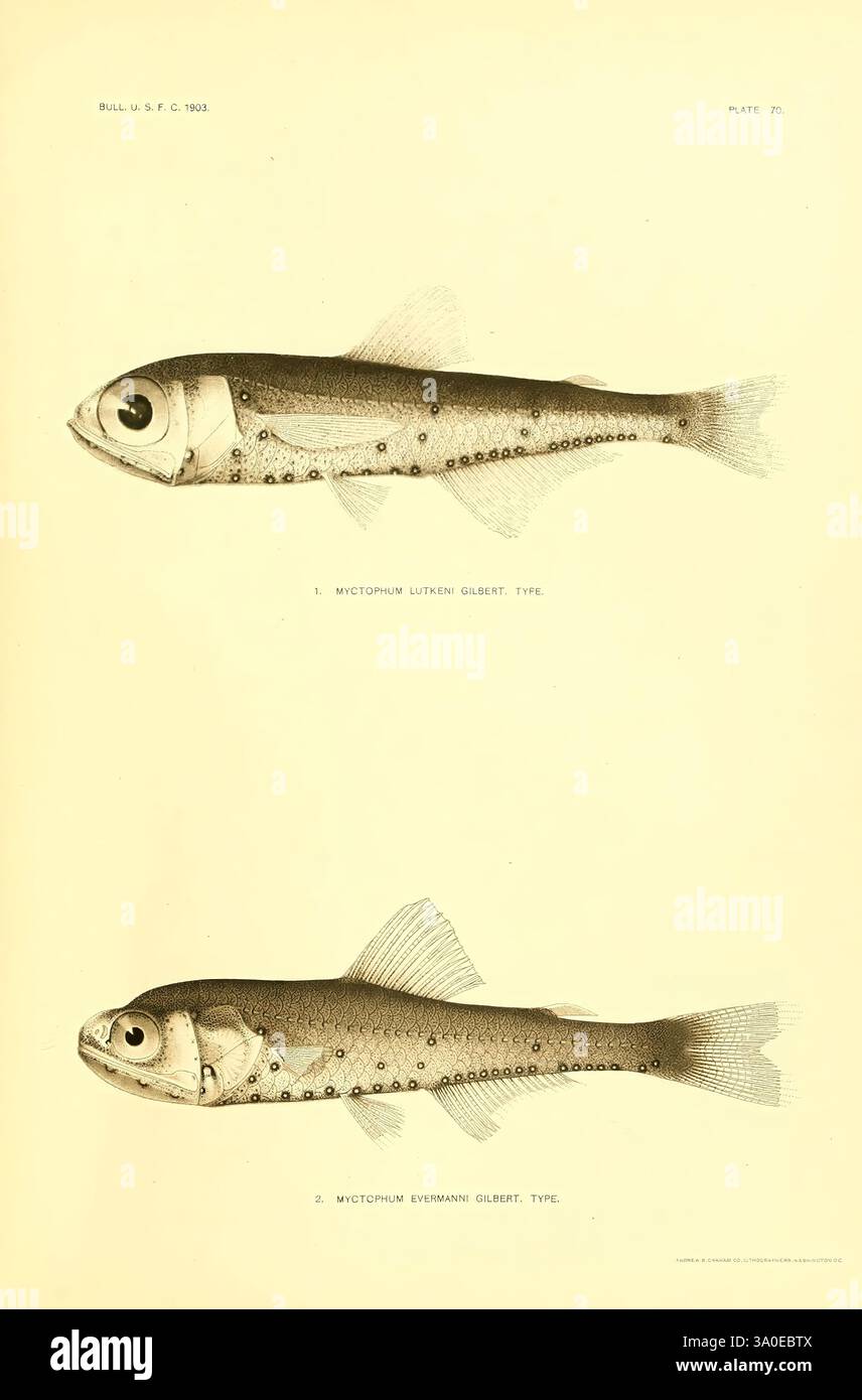 Gilberts minnow hi-res stock photography and images - Alamy