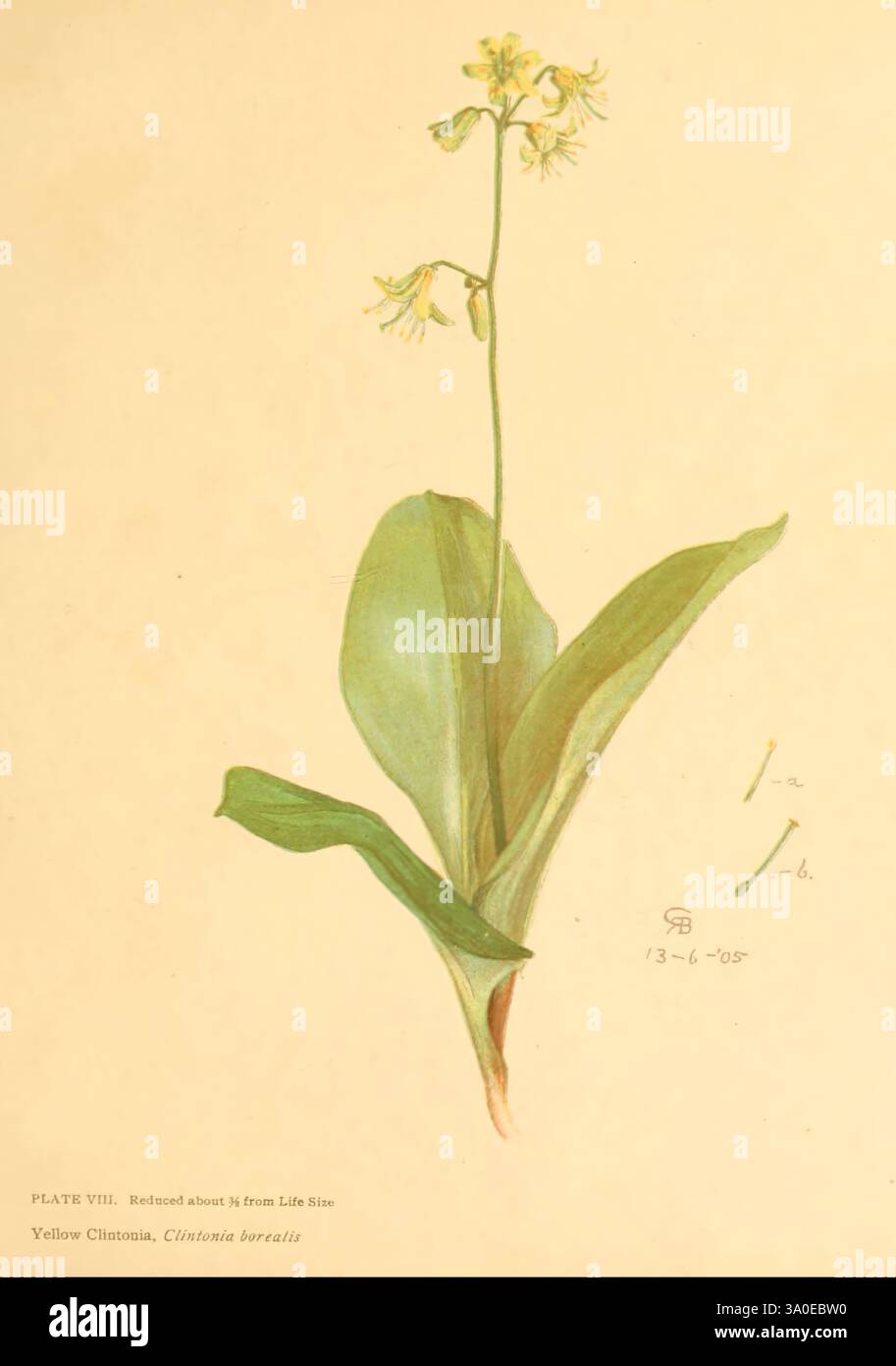 Cooke incorporated 1906 orchids lilies clintonia borealis hi-res stock ...