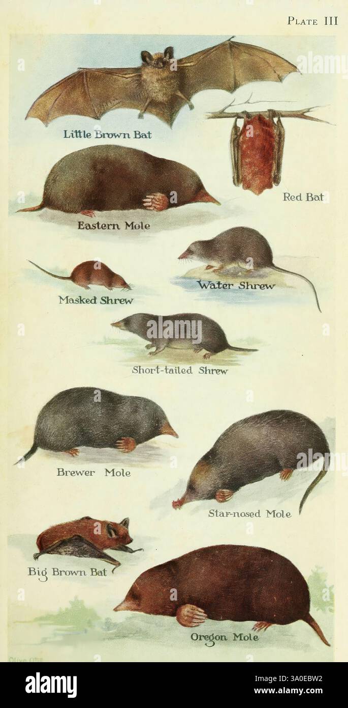 Illustrated representations of various bat hi-res stock photography and ...