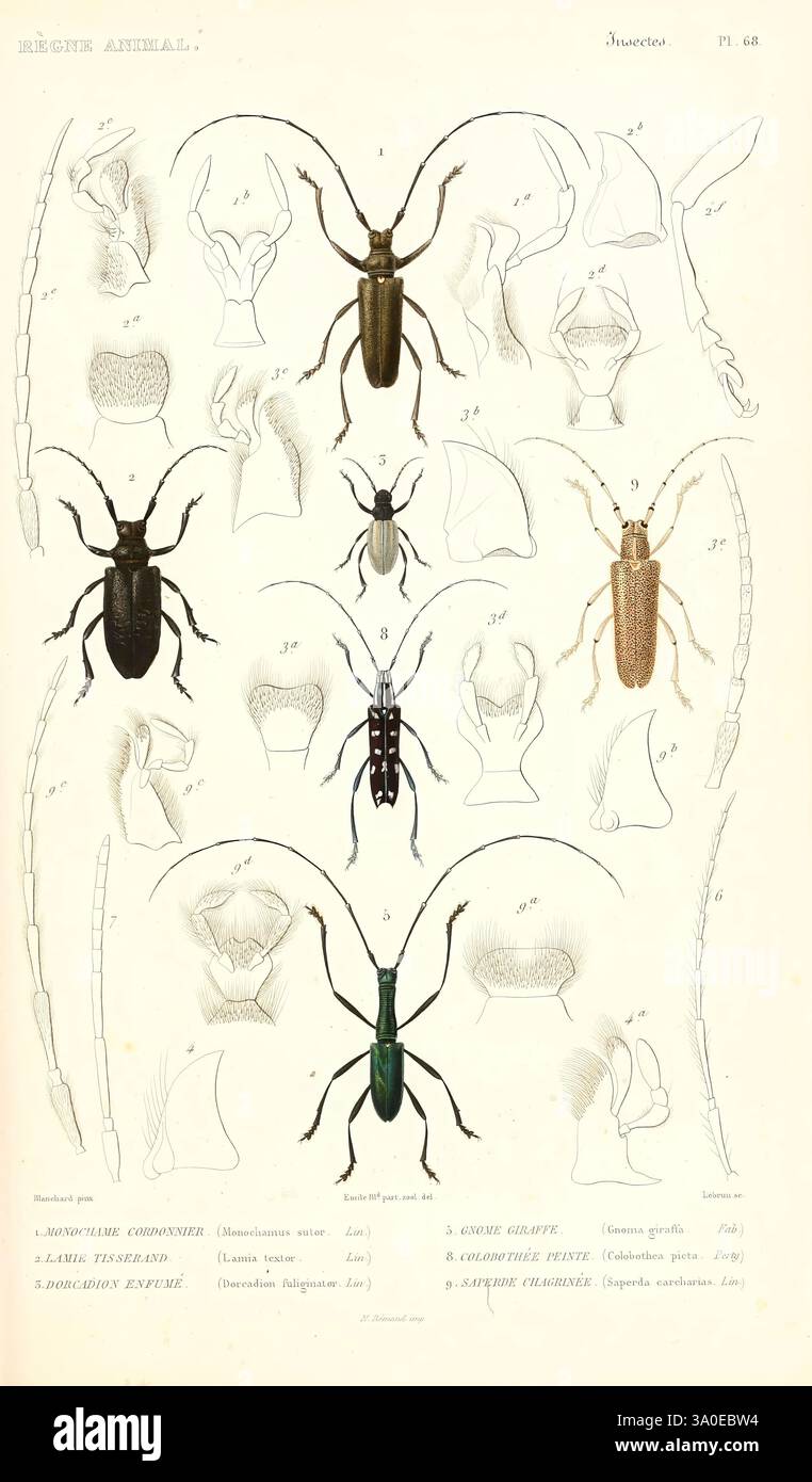 Le règne animal distribué d'après son organisation. v.6-7. pt.2. Atlas ...