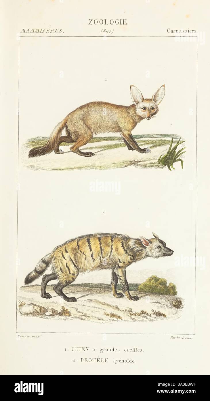 Atlas de zoologie, Paris, Germer Bailliere, 1844, hyena, Museum ...