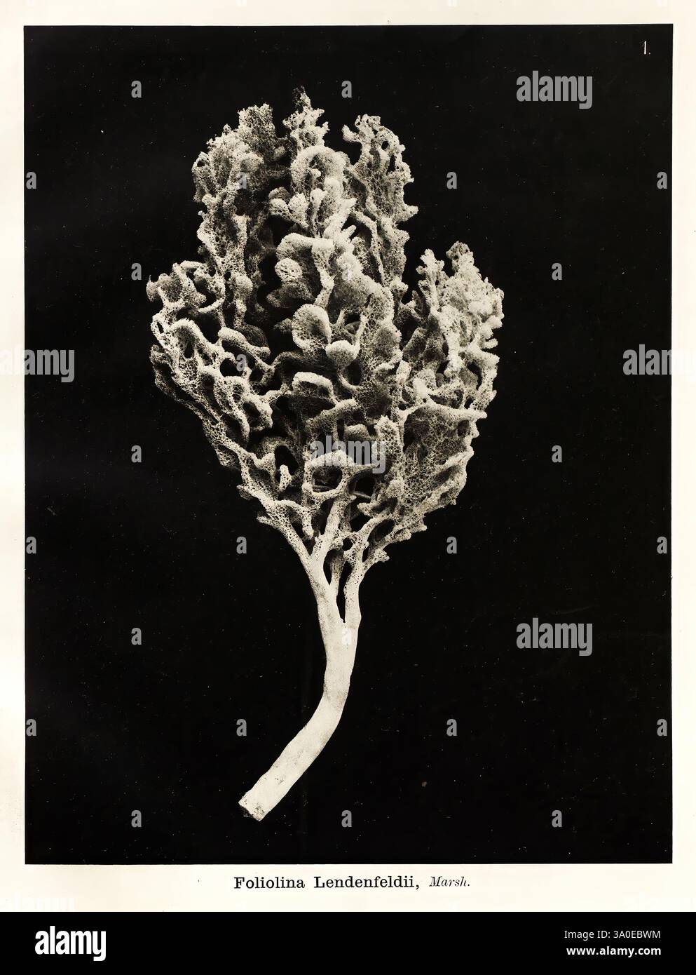 Showcase unique branching patterns hi-res stock photography and images ...