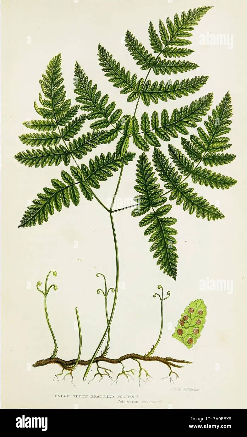 The, ferns, of, Great, Britain, and, their, allies, the, club-mosses ...