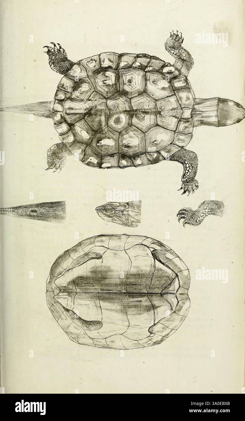 Turtles physical characteristics hi-res stock photography and images ...