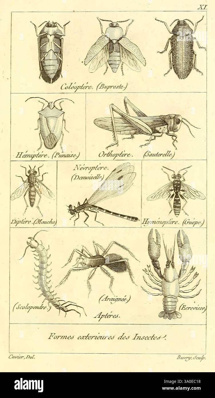 True spider forms hi-res stock photography and images - Alamy