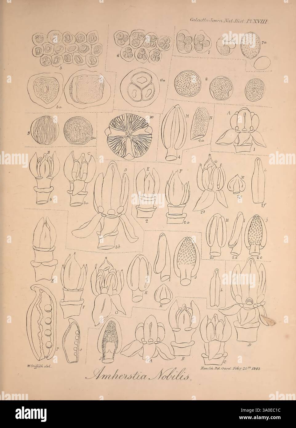 Icones Plantarum Asiaticarum. Calcutta, Bishop's College Press, 1847-54 ...
