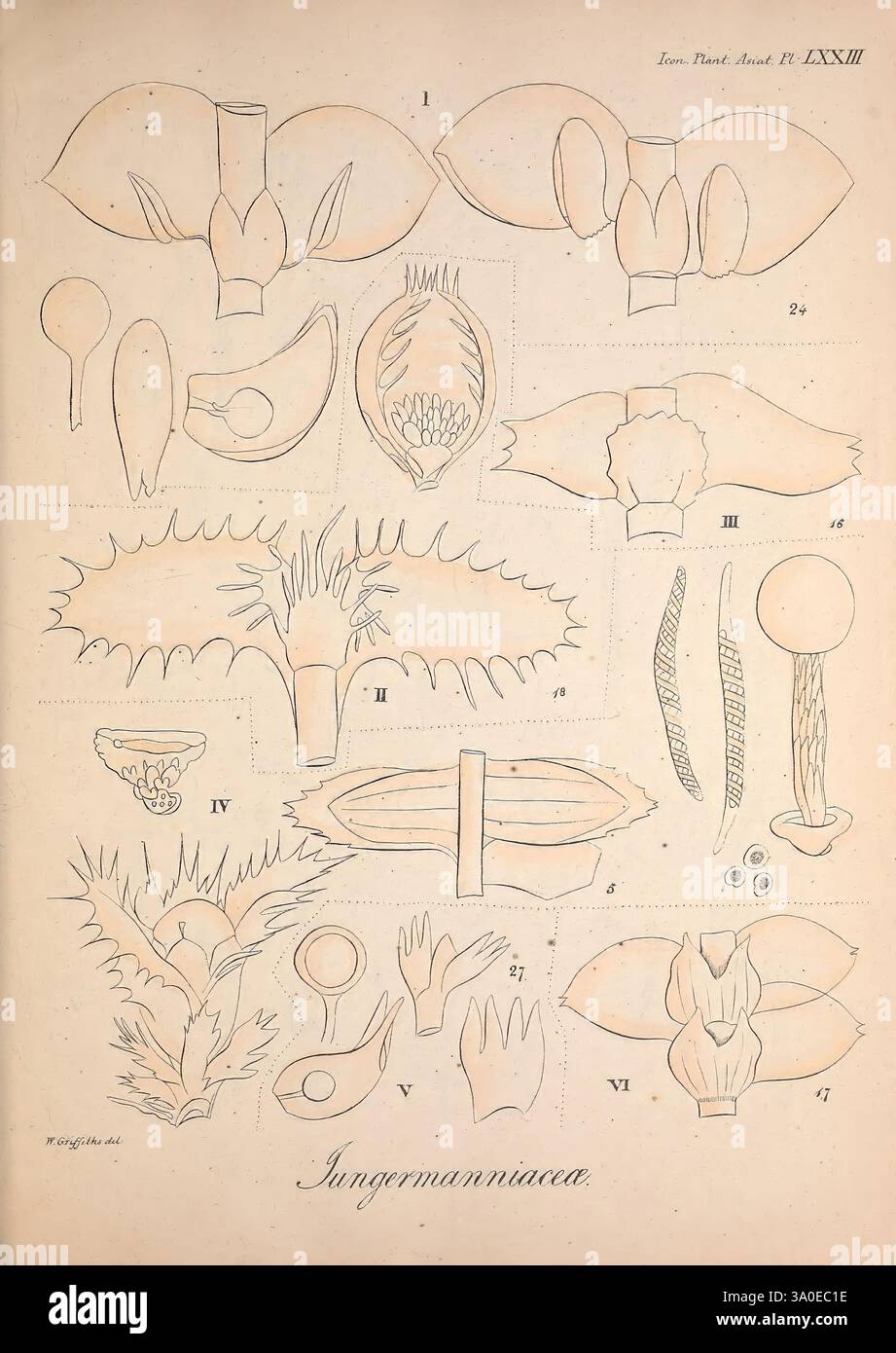 Icones Plantarum Asiaticarum, Calcutta, Bishop's College Press, 1847-54 ...