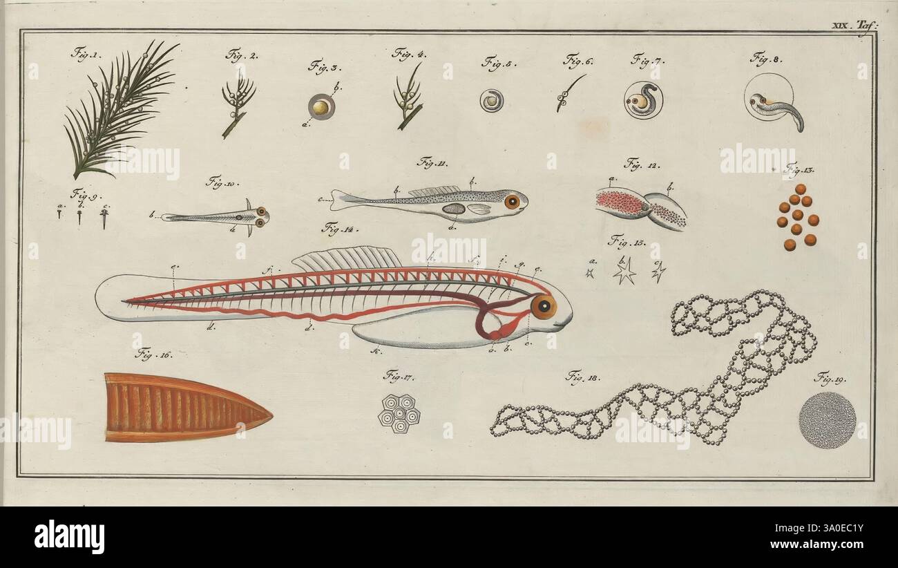 Delicate larval fish hi-res stock photography and images - Alamy