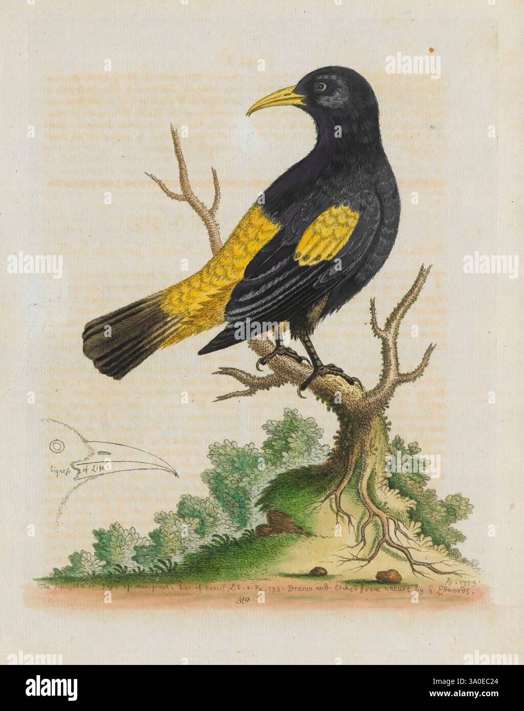 Figures of quadrupeds birds insects plants hi-res stock photography and ...