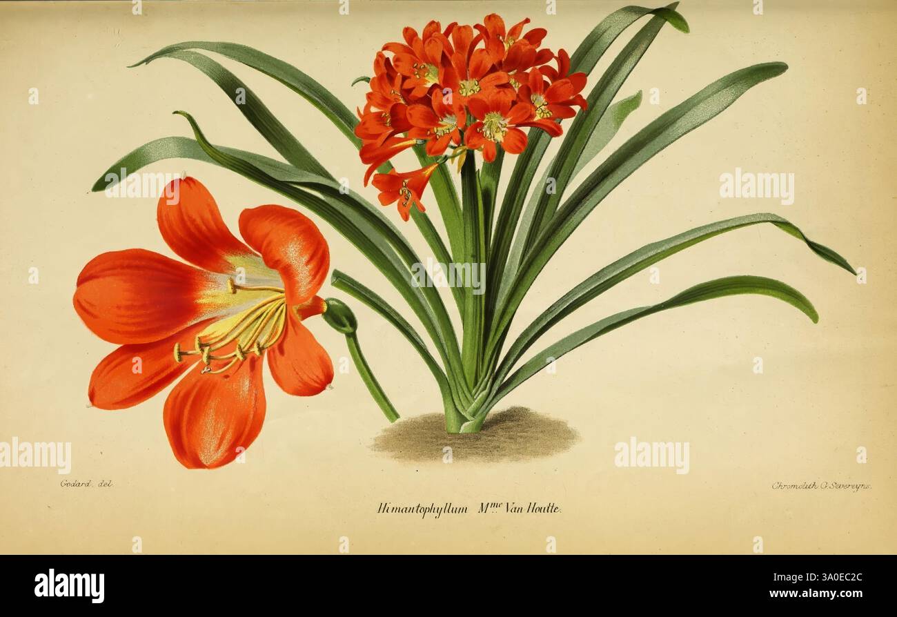 Lower flower displays hi-res stock photography and images - Alamy