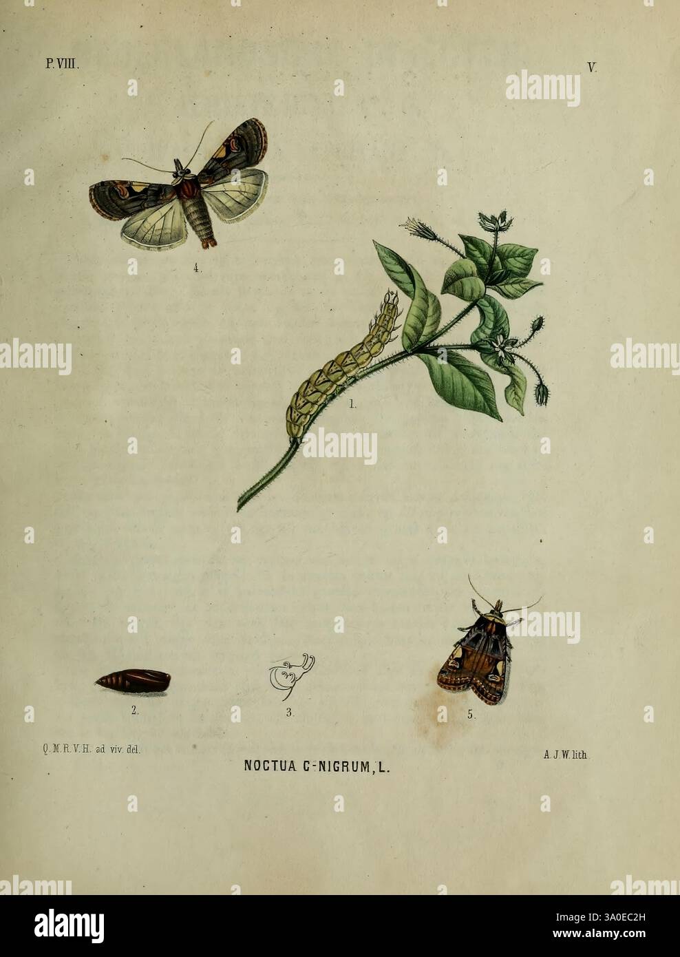 Adult moth showcase hi-res stock photography and images - Alamy