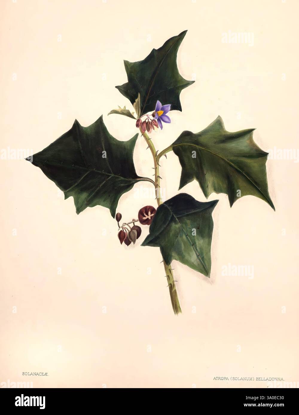 Brazilian flowers drawn from nature in the years 1880-1882, Coombe ...