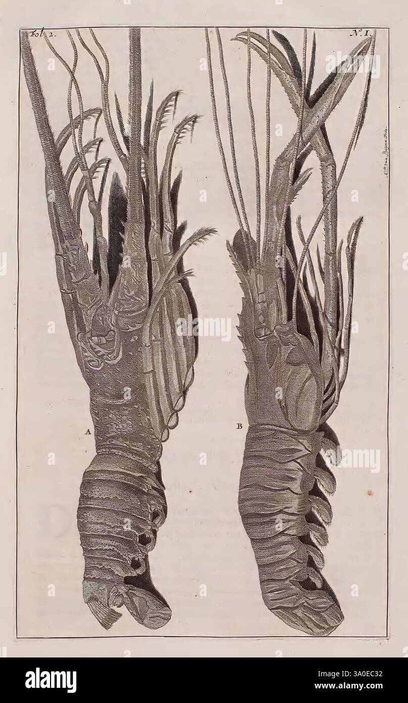 Illustration features two detailed depictions of crustacean appe hi-res ...