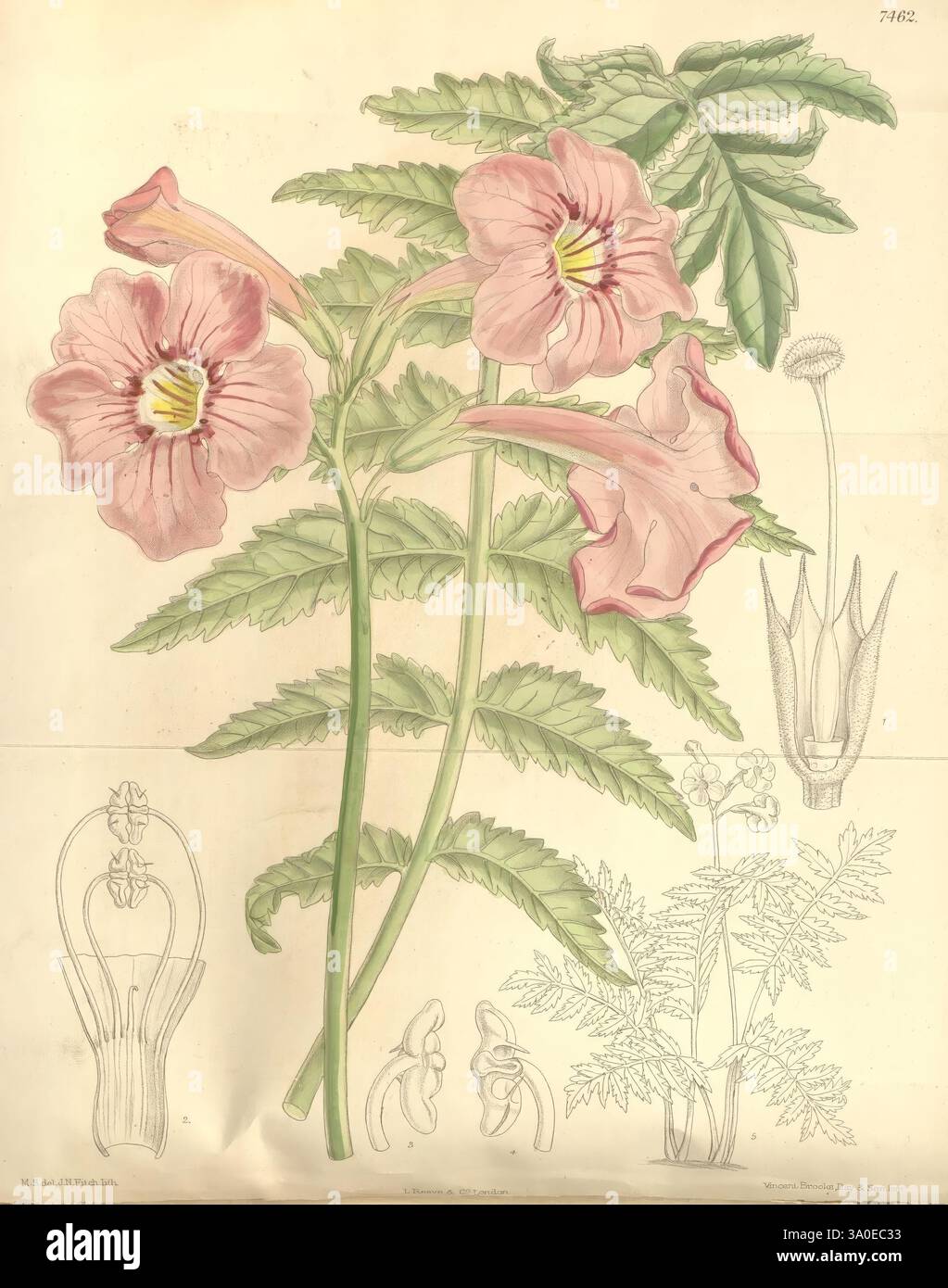 Detailed sketches of related plant structures hi-res stock photography ...