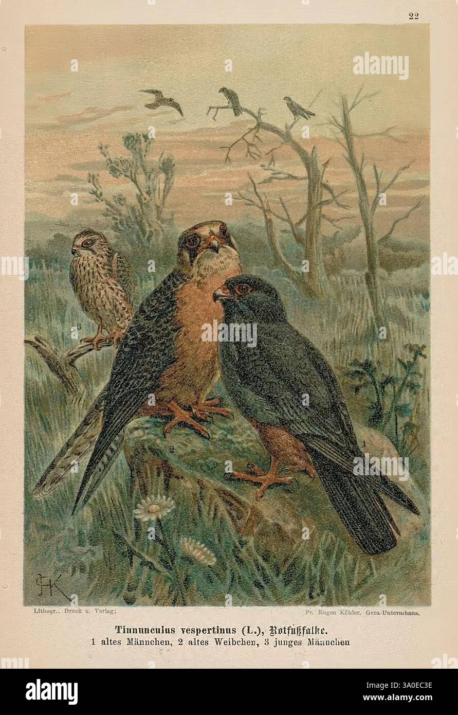 Two well defined birds hi-res stock photography and images - Alamy