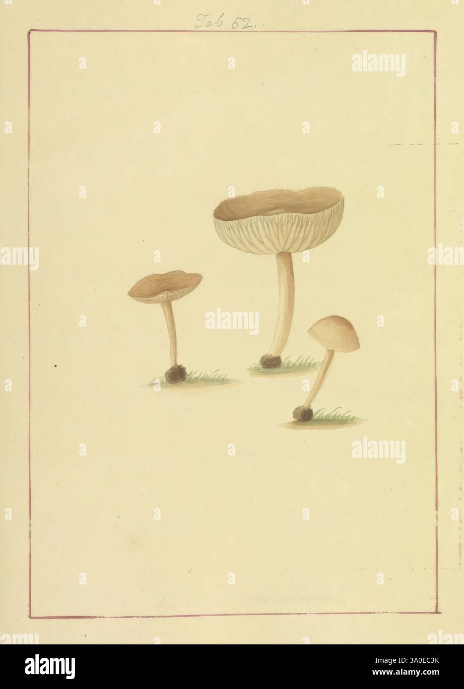 Icons, fungorum, circa, Halifax, sponte, Nascentium, 1784-1792, early ...