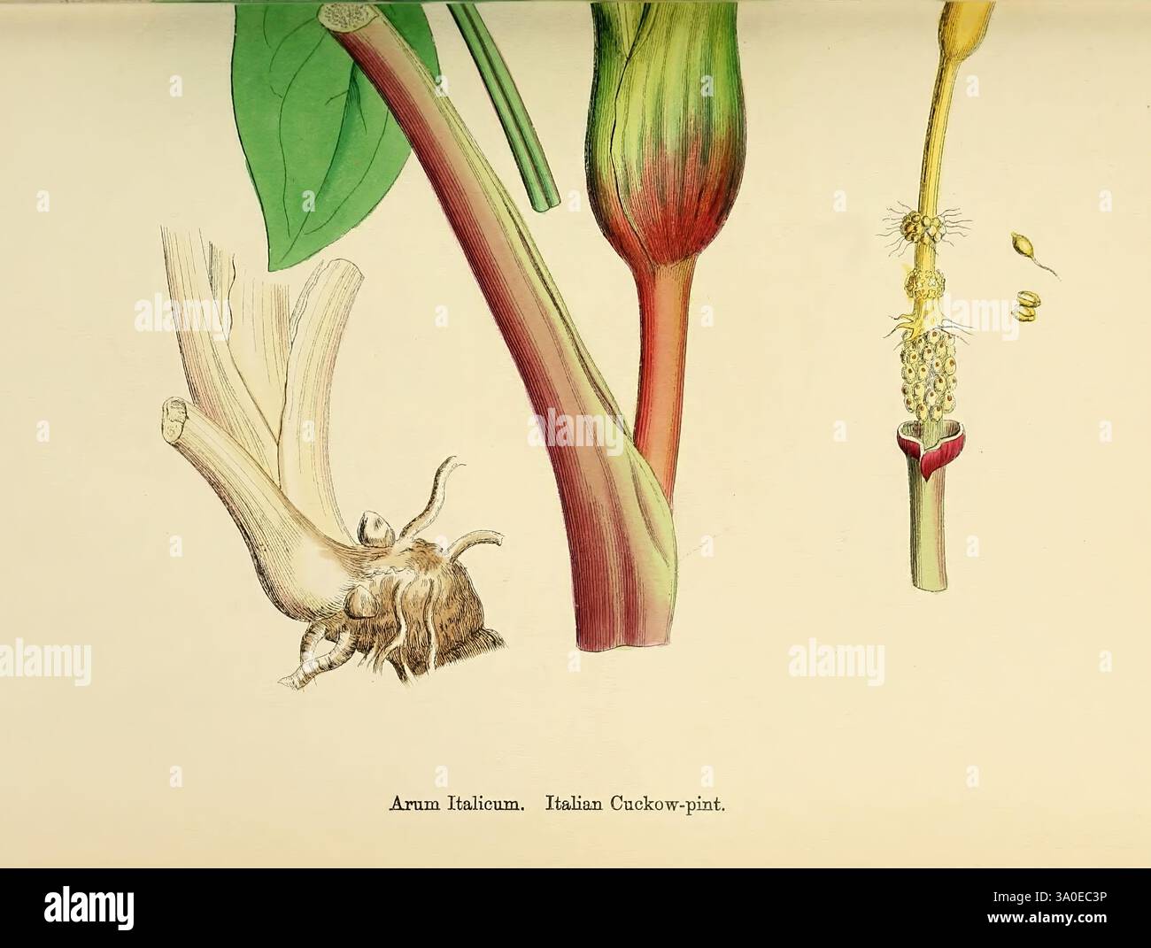 English botany Coloured figures of British plants London R. Hardwicke ...