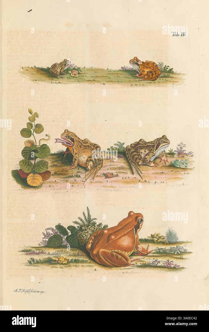 Renderings of various frog species hi-res stock photography and images ...