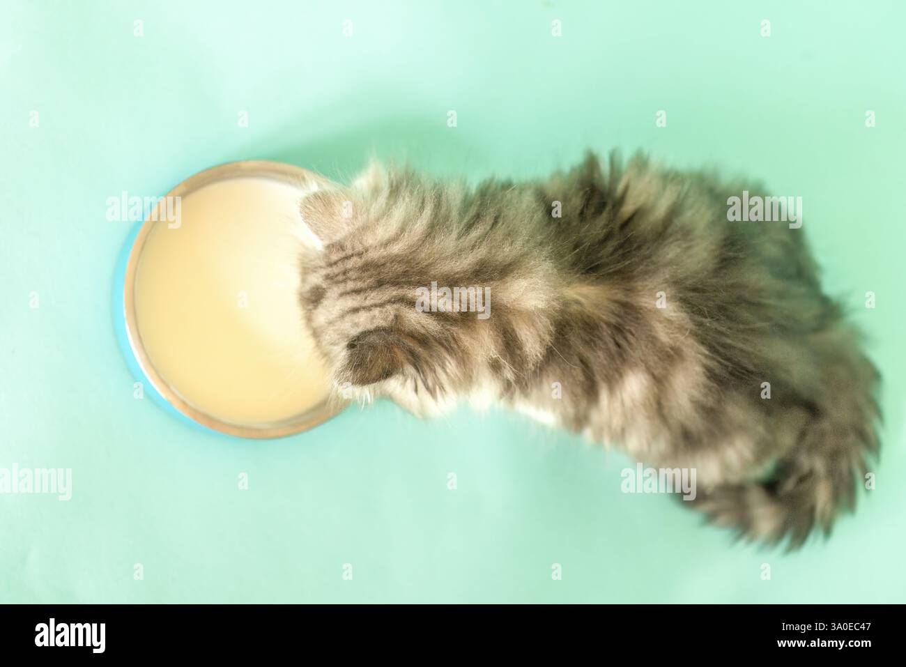 A cute kitten drinking cat milk out of a food bowl in front of blue ...
