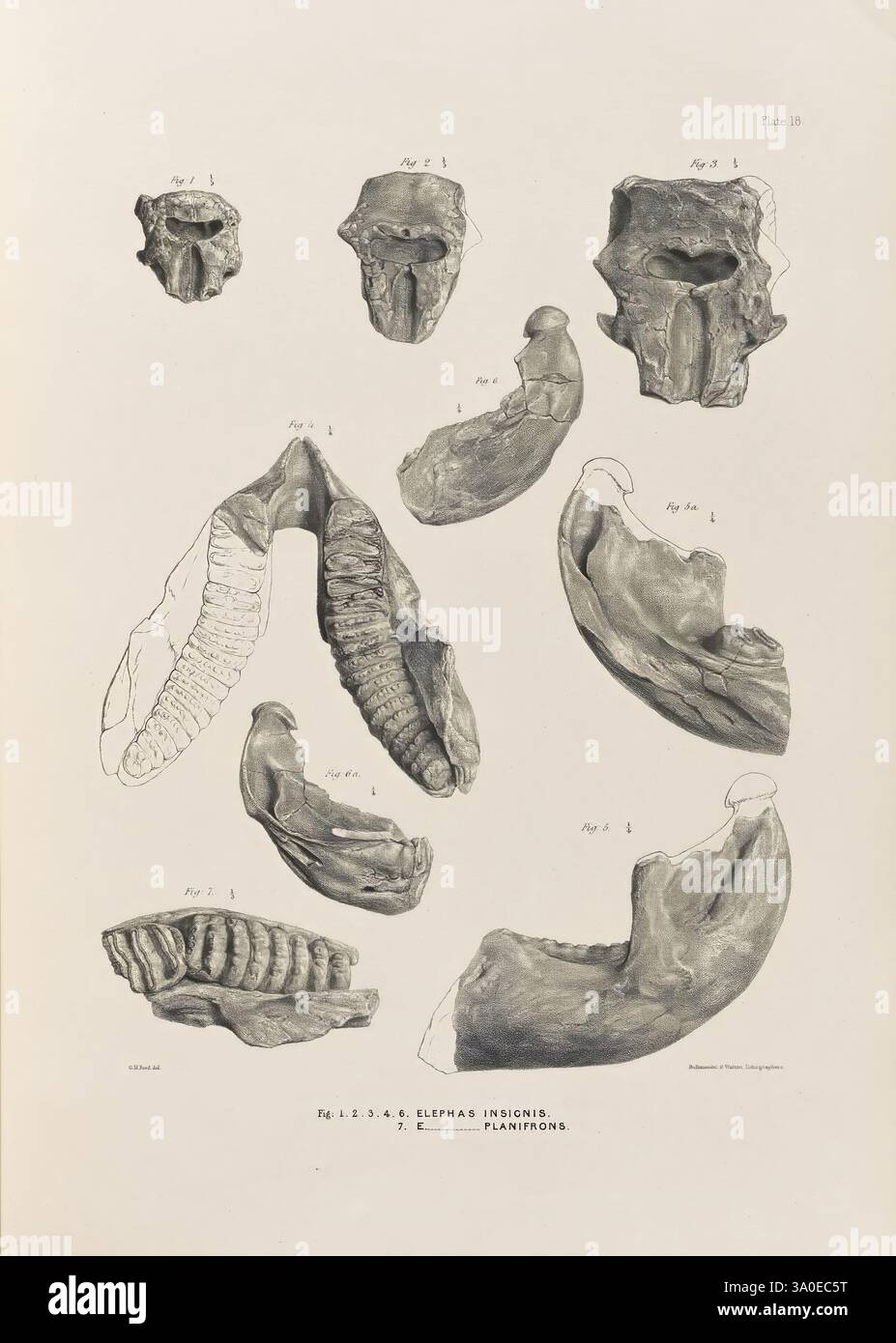 Fauna antiqua sivalensis, being the fossil zoology of the Sewalik Hills ...