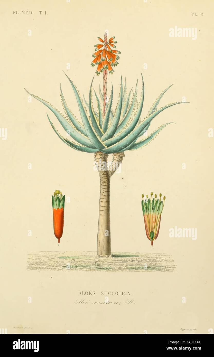 Le Règne végétal, Paris, L. Guérin, 1870-72, biobibliography, botany ...