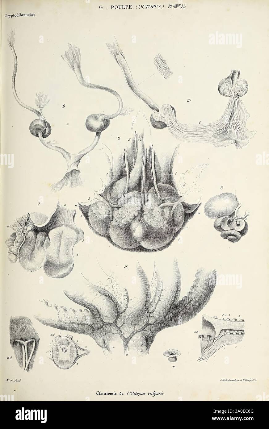 Specialized anatomical adaptations hi-res stock photography and images ...