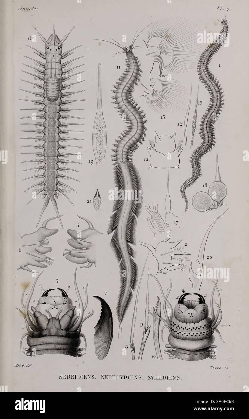 Showcasing intricate anatomical details of polychaete worms hi-res ...