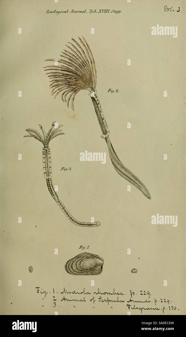 Different type of specimen hi-res stock photography and images - Alamy