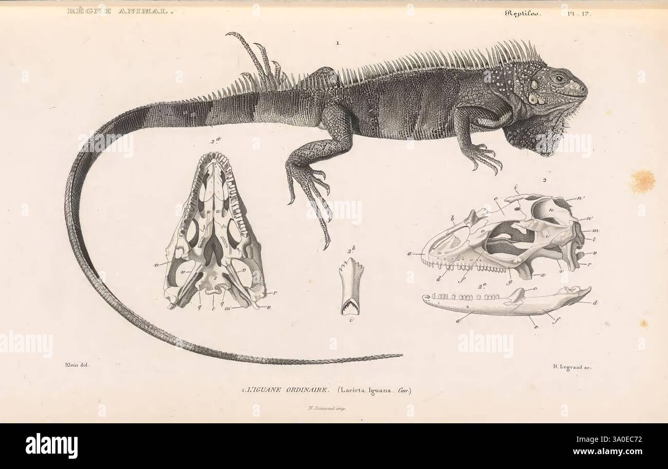 Primary view showcases hi-res stock photography and images - Alamy