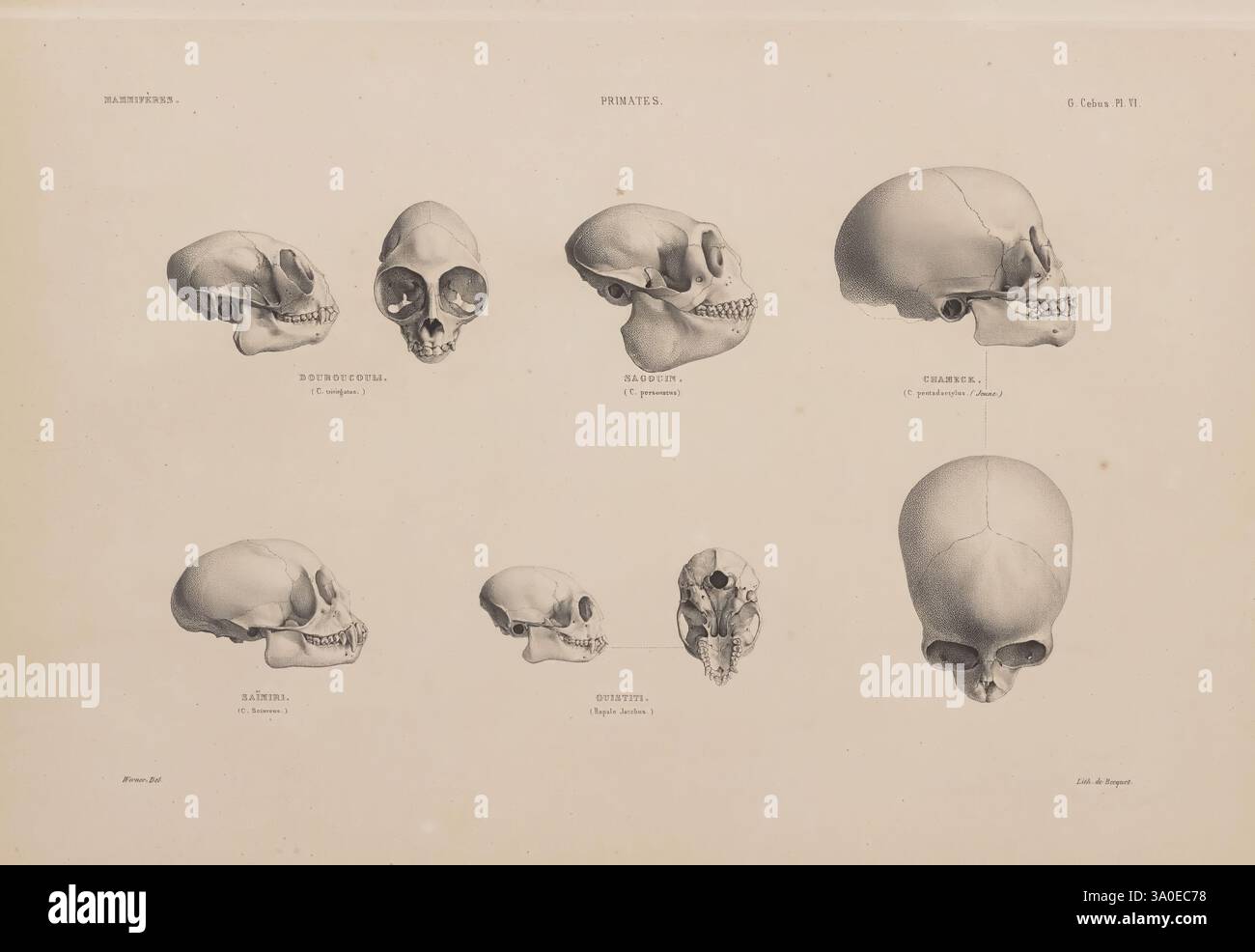 Complexities of skull morphology hi-res stock photography and images ...