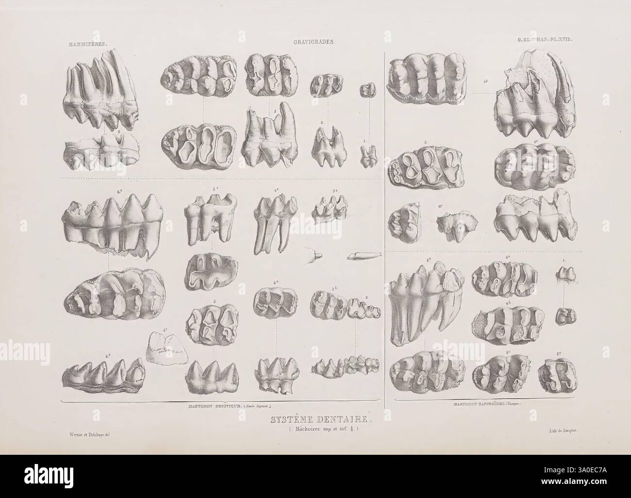 Morphology of incisors hi-res stock photography and images - Alamy