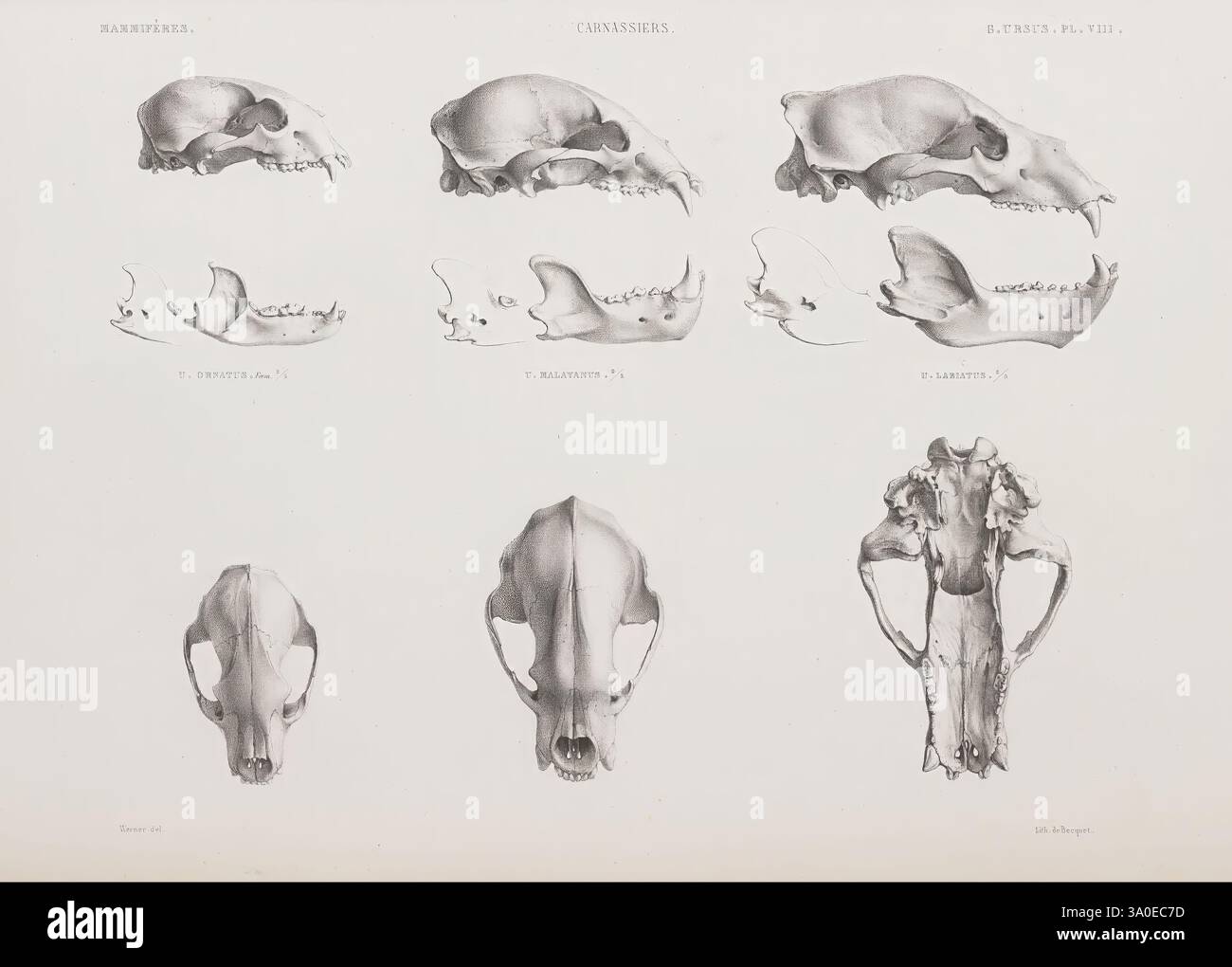 Skeletal structures of different species hi-res stock photography and ...