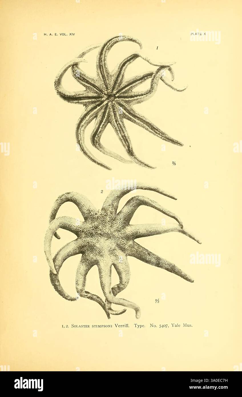 Different morphological structure hi-res stock photography and images ...