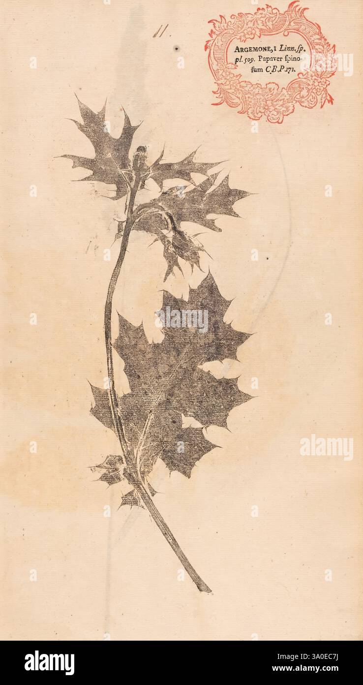 Flora Berolinensis, Berlin, Die Schule, 1757-1758, Argemone mexicana ...