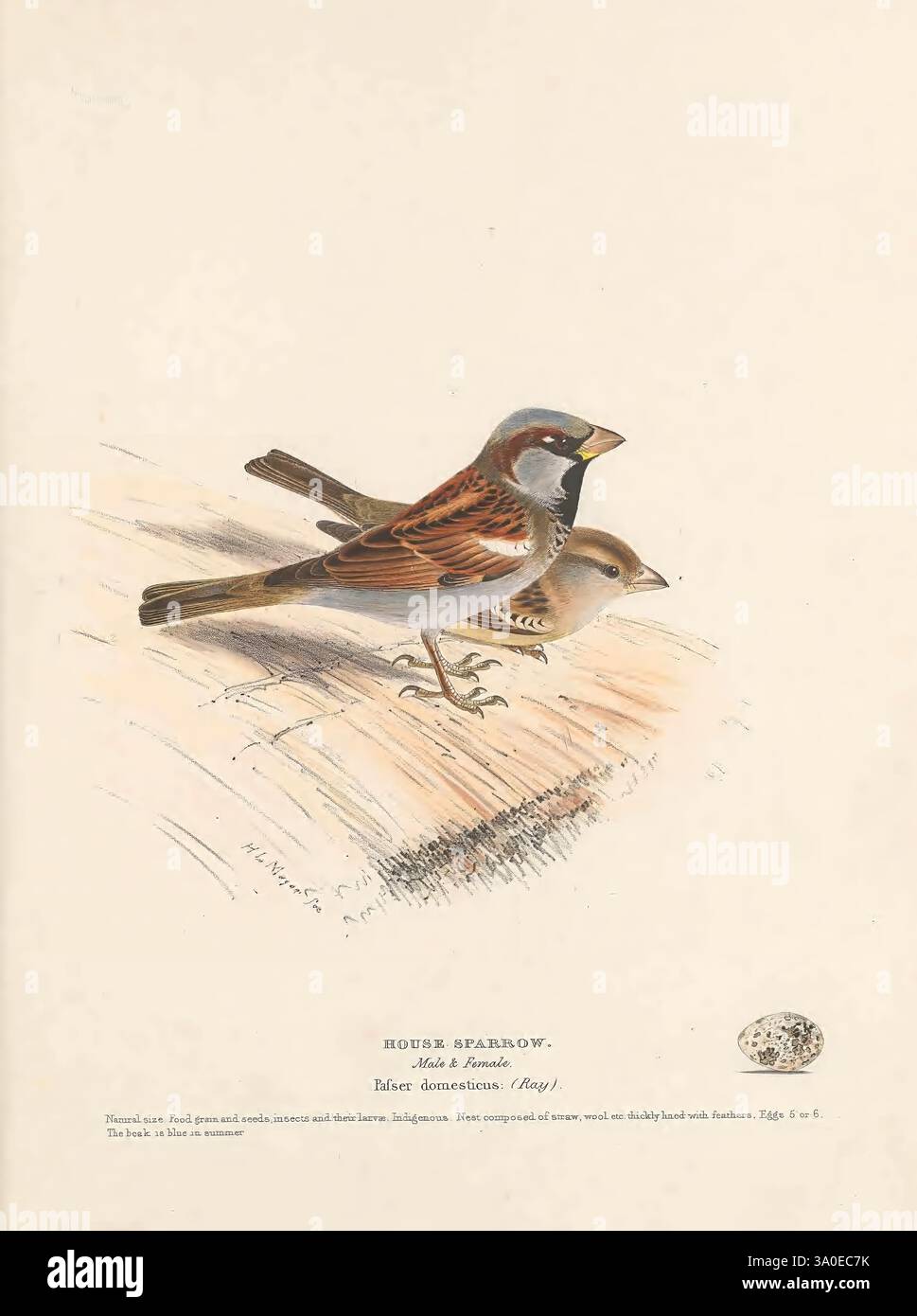 Detailed illustration of two house sparrows hi-res stock photography ...