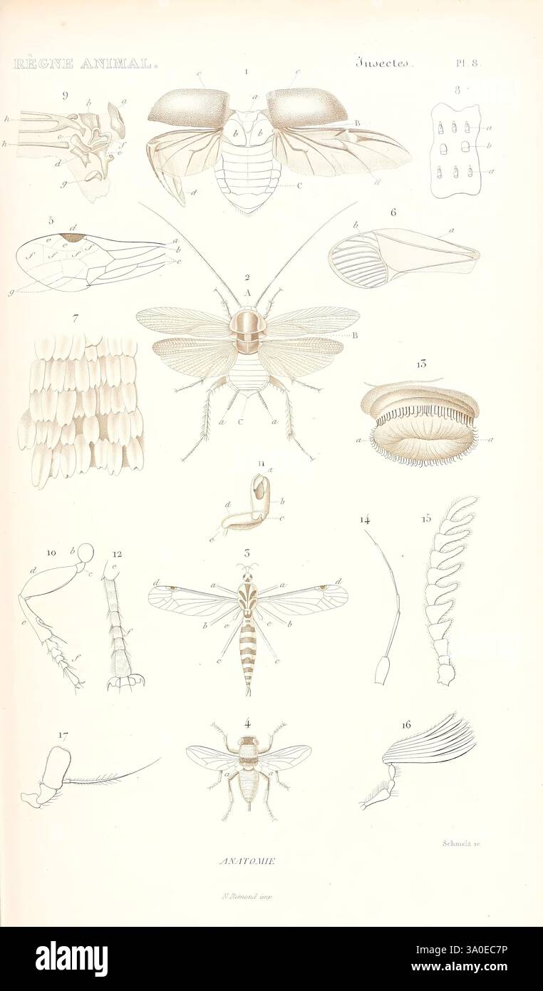 Le règne animal distribué d'après son organisation Paris Fortin Masson ...