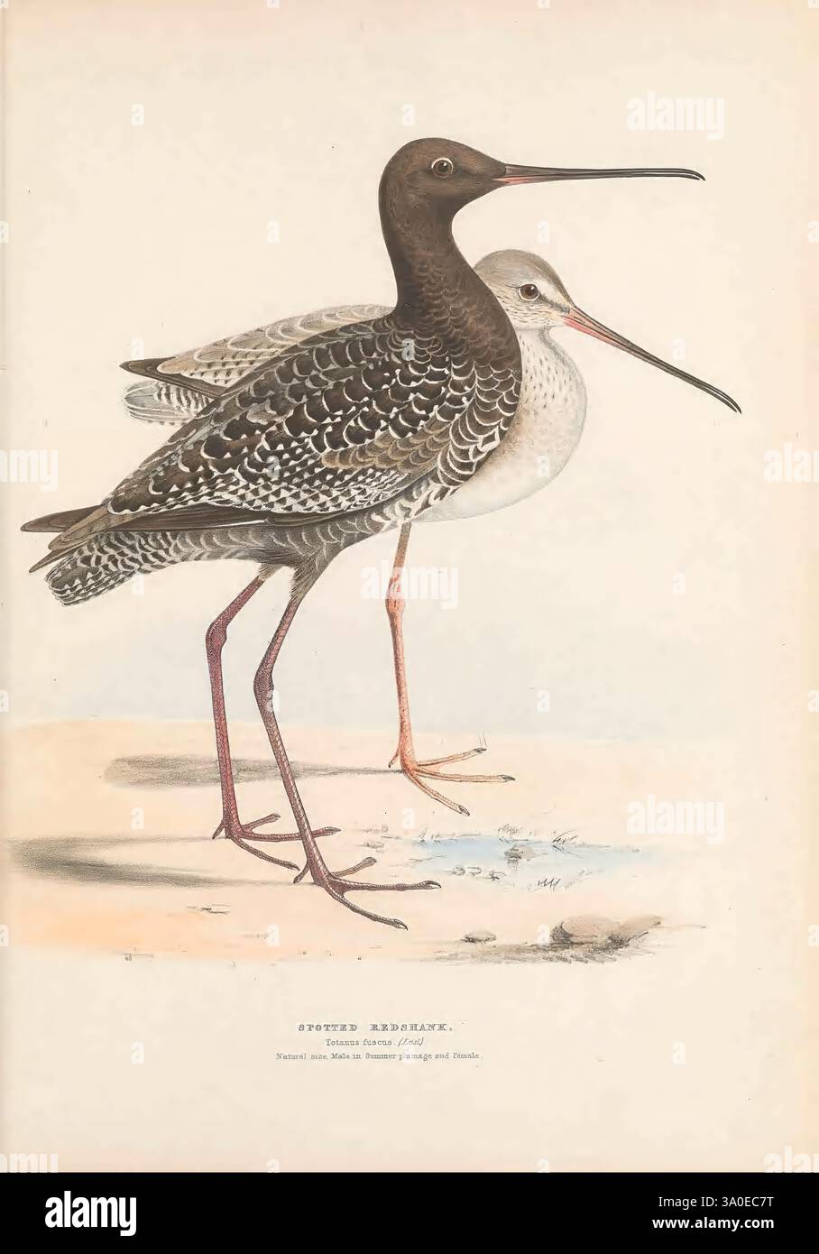 Illustrations, of, British, Birds, London, Longman, &, Co, 1837-1844 ...