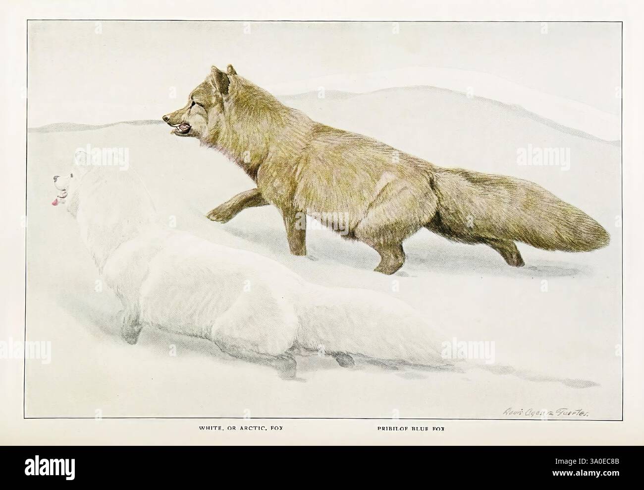 The larger North American mammals, Washington, 1916, North America ...