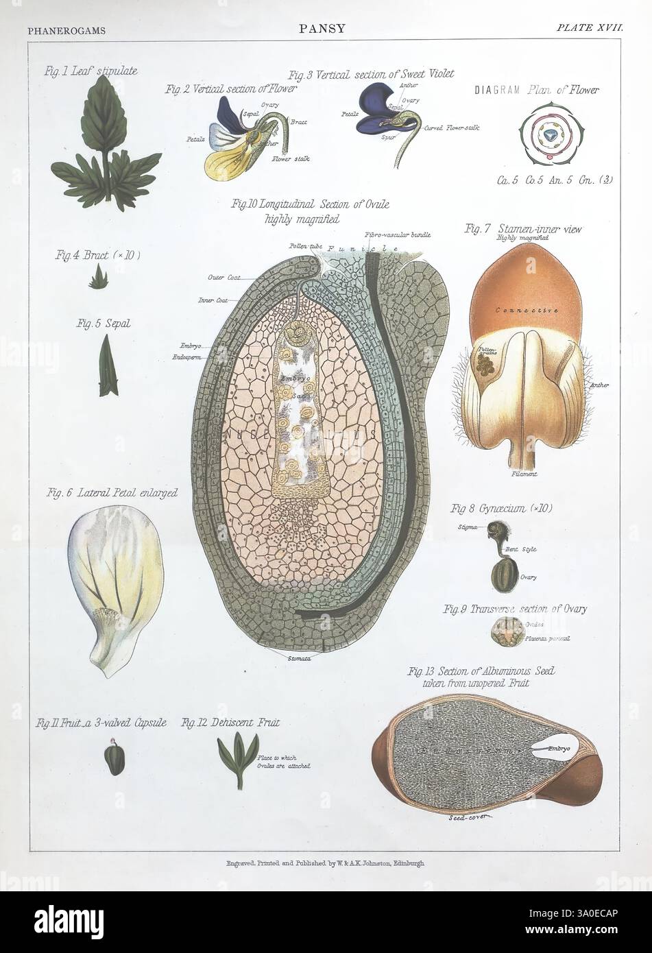 The botanical atlas, New York, The Century Co, 1883, botany, cryptogams ...