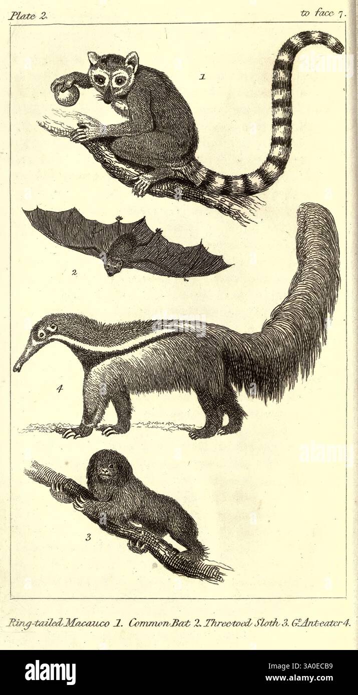 Natural history of animals London, Harvey and Darton, 1842, The ...