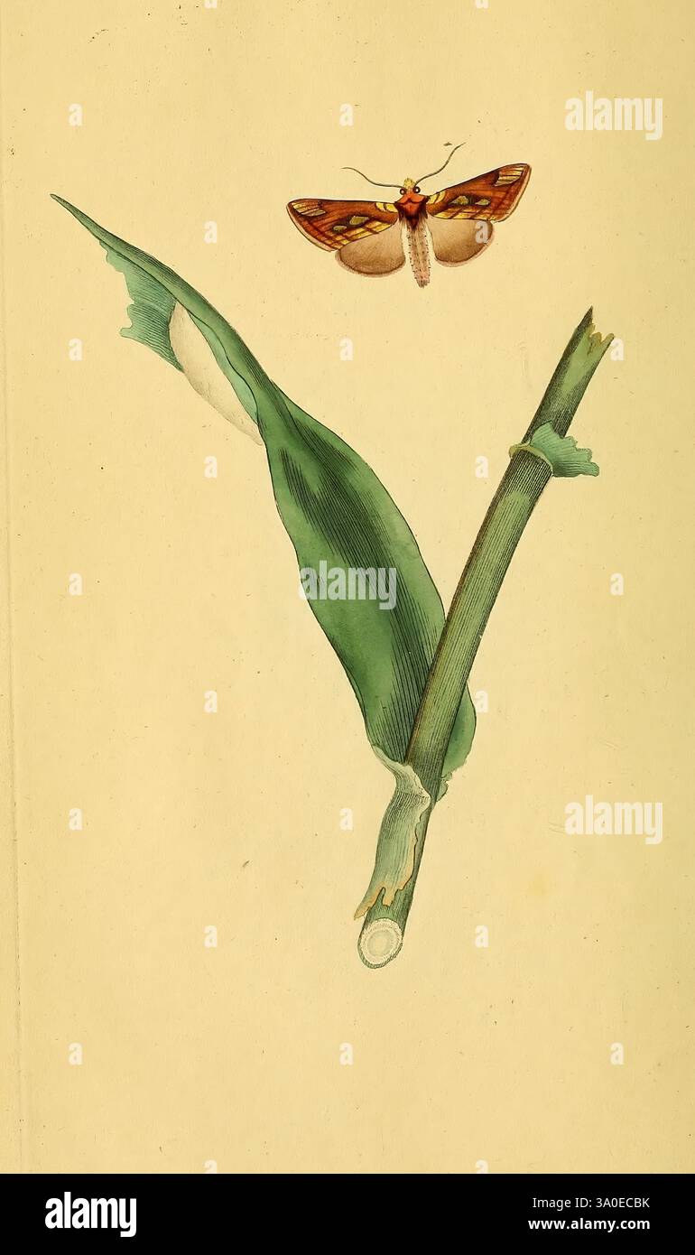 The natural history of British insects, London, Printed for the author ...