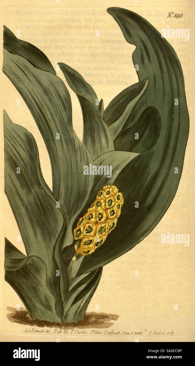 Curtis's Botanical Magazine, London, New York, botany, periodicals ...