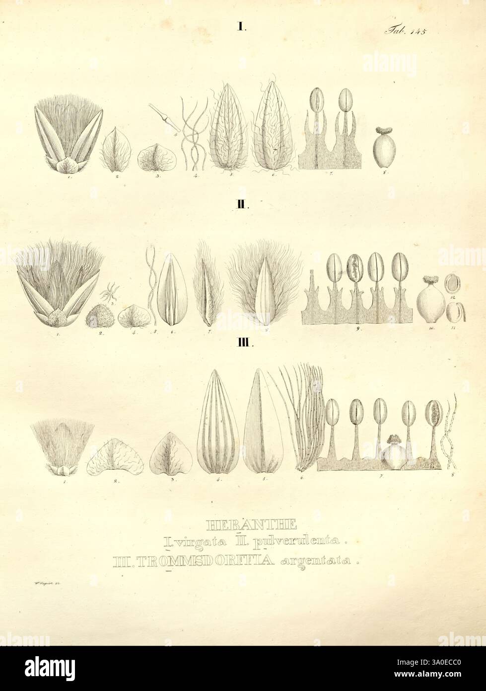 Three different seed forms hi-res stock photography and images - Alamy