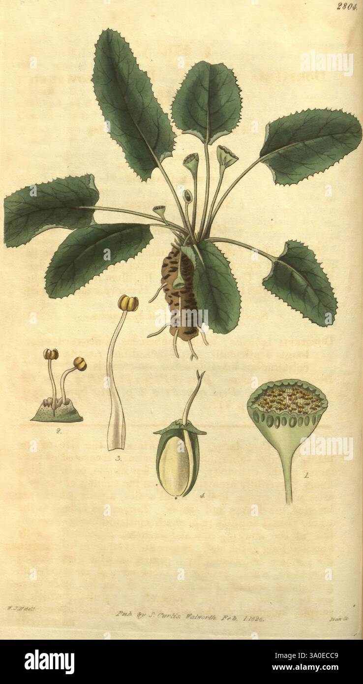 Curtis's Botanical Magazine, London, New York, Botanical Illustration ...