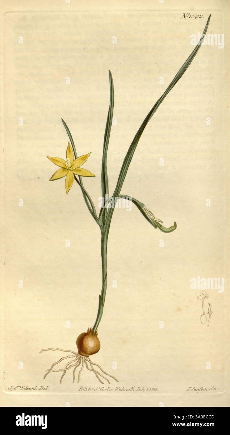 Curtis's Botanical Magazine, London, New York, botanical illustration ...