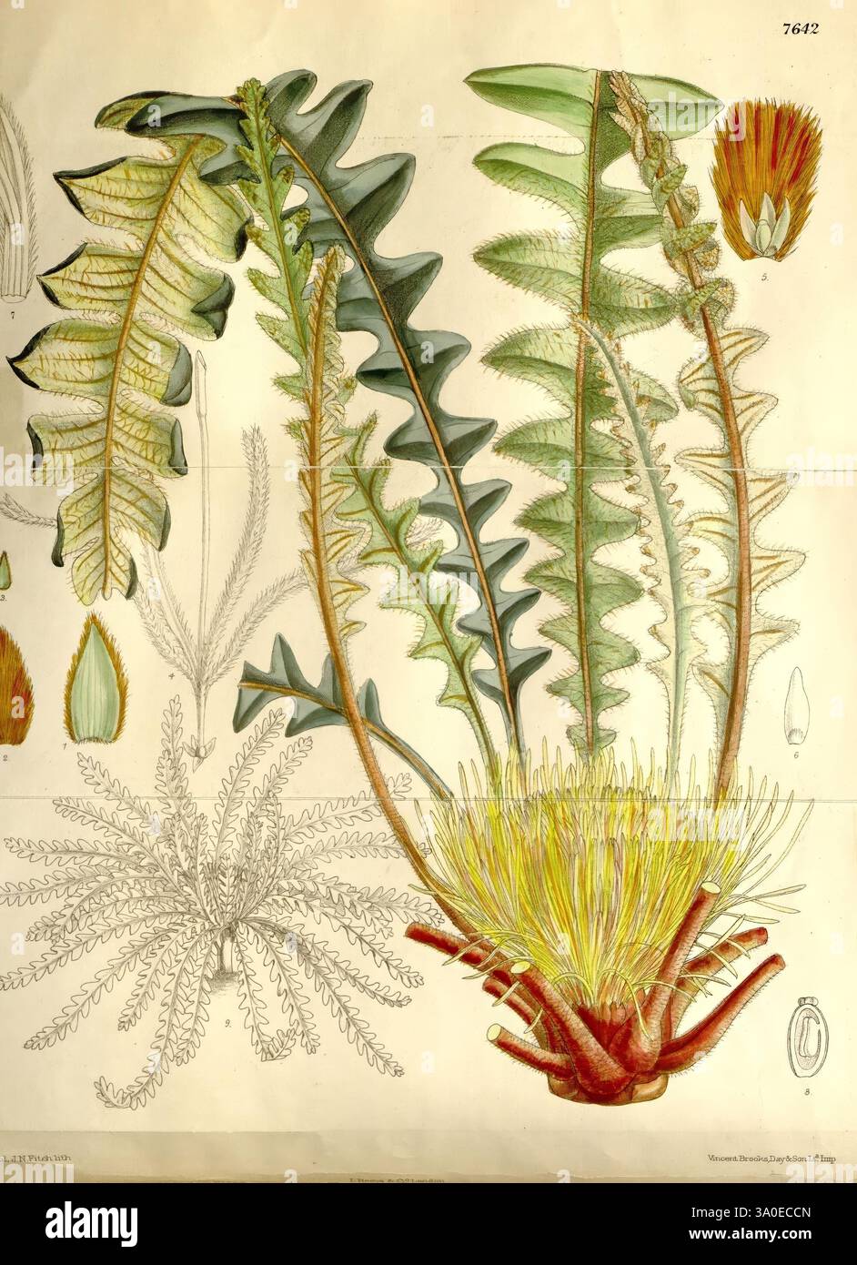 Stunning depiction of various botanical specimens hi-res stock ...
