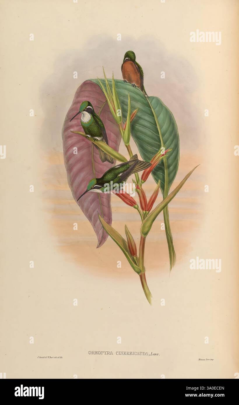 A monograph of the Trochilidae, or family of hummingbirds. London ...